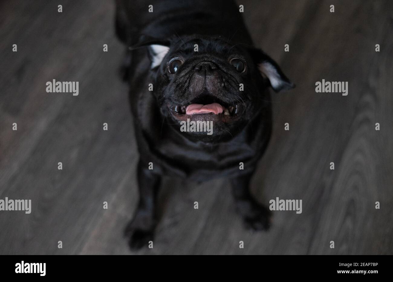 portrait of a black pug dog, in profile Stock Photo - Alamy