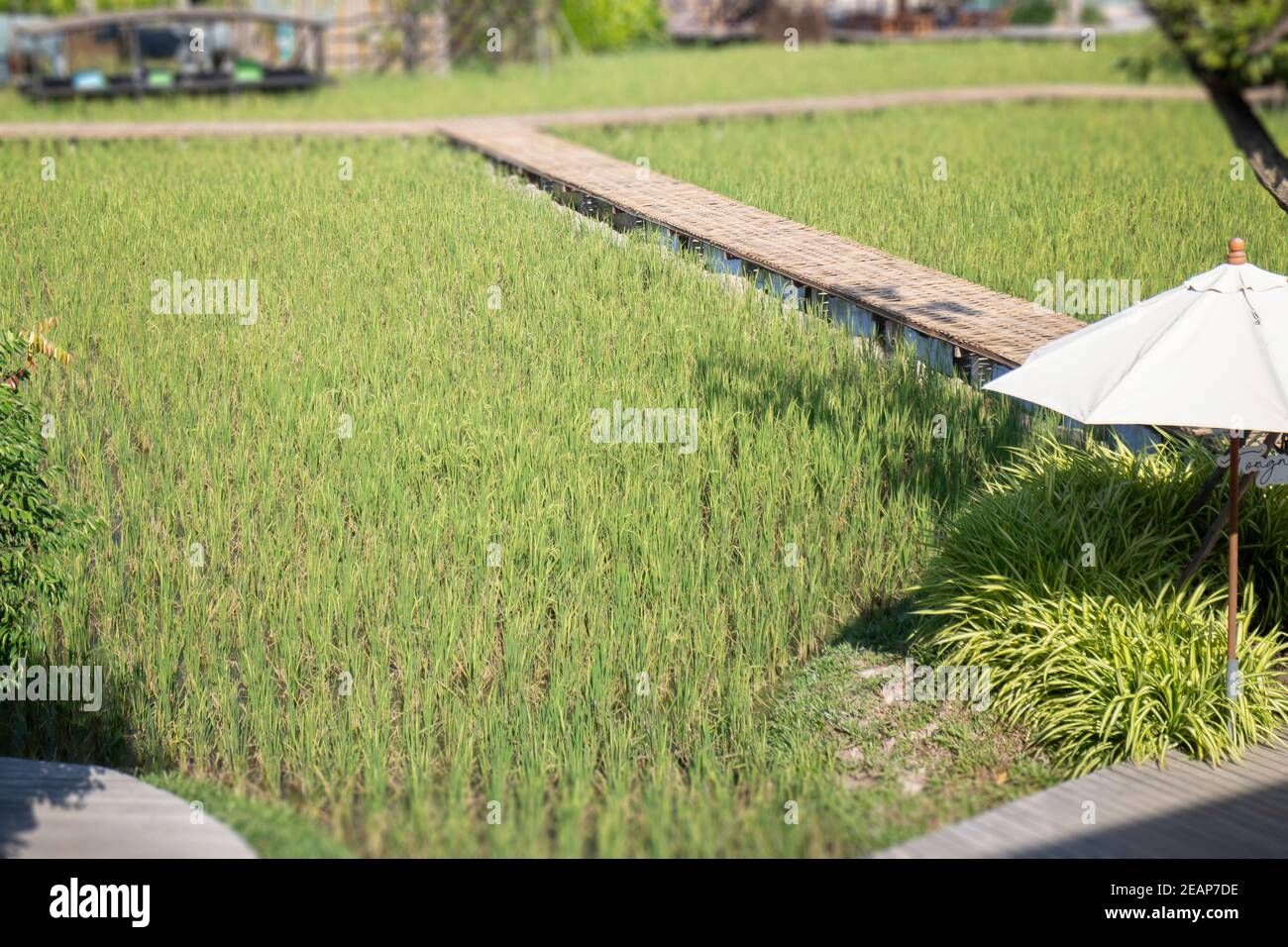 Simple walkway in summer rice field resort Stock Photo - Alamy