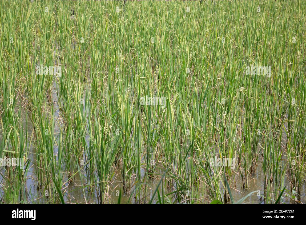Green rice field relax in summer Stock Photo - Alamy