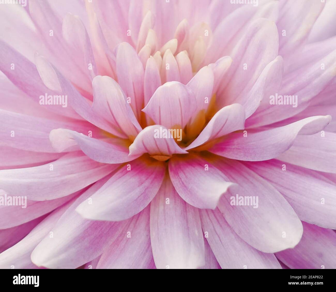 Light pink dahlia in full bloom closeup Stock Photo - Alamy