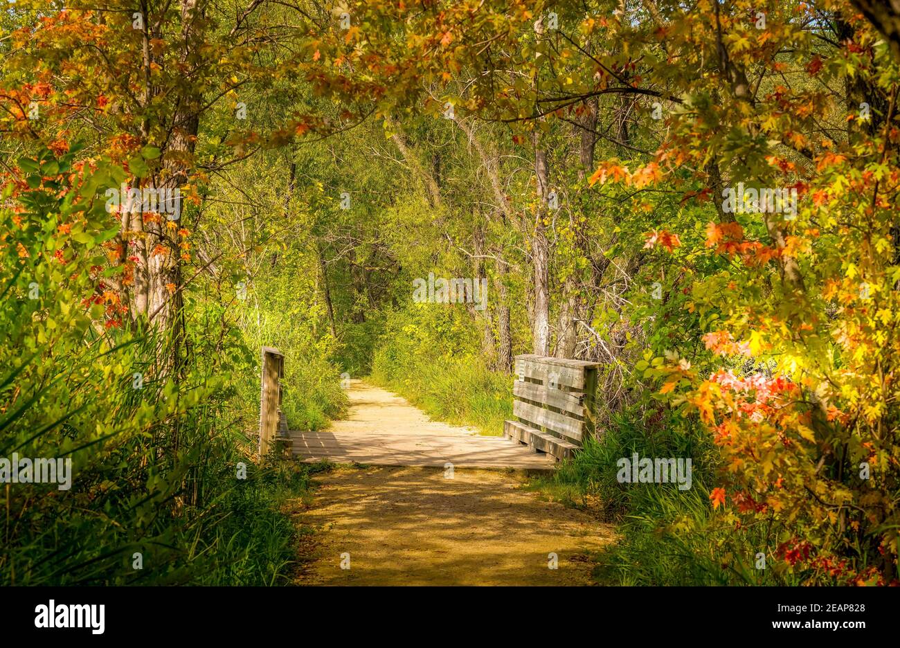 Enchanted forest trail hi-res stock photography and images - Alamy