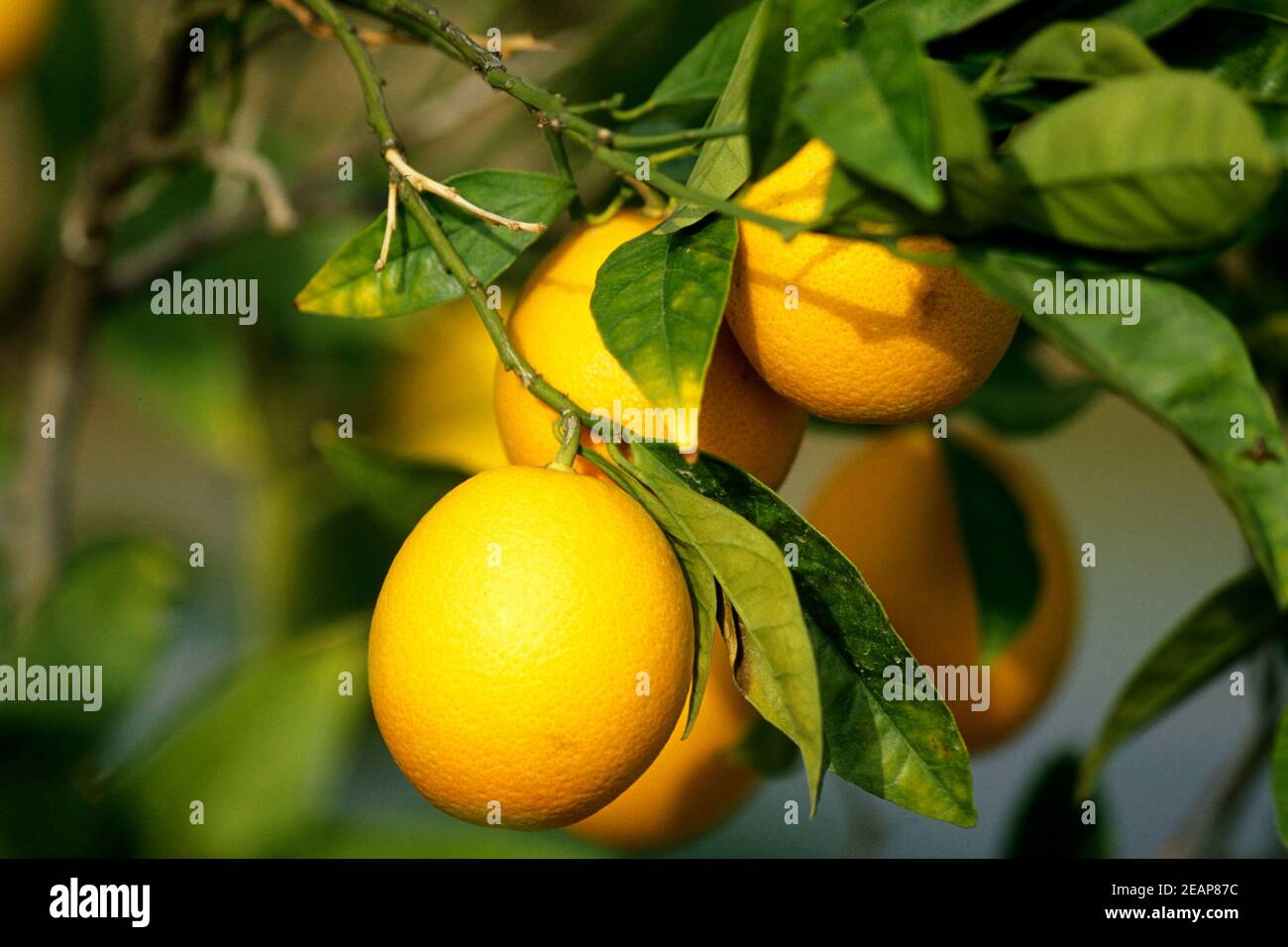 Cyprus fruit hi-res stock photography and images - Alamy