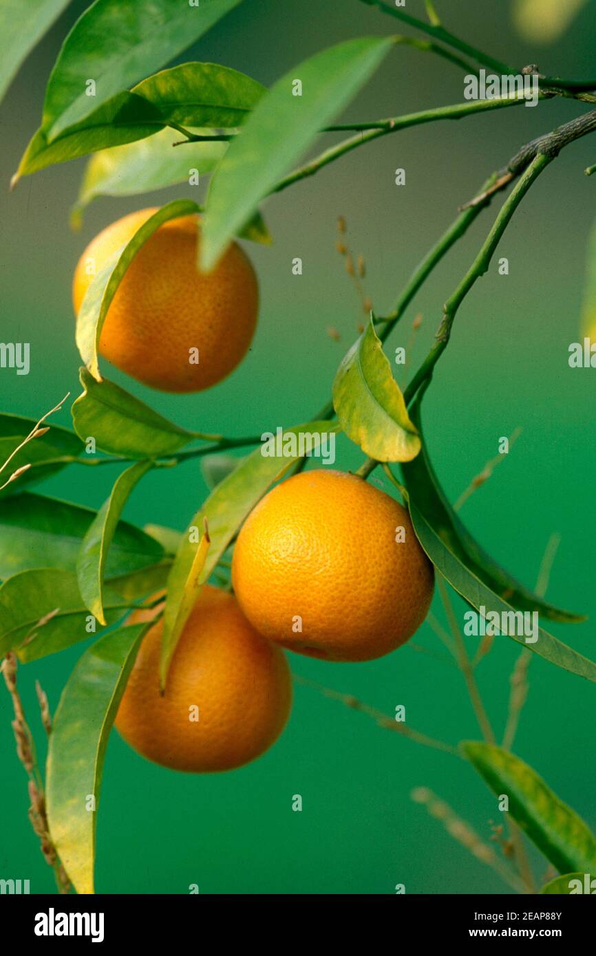 Tangerine tree hi-res stock photography and images - Alamy