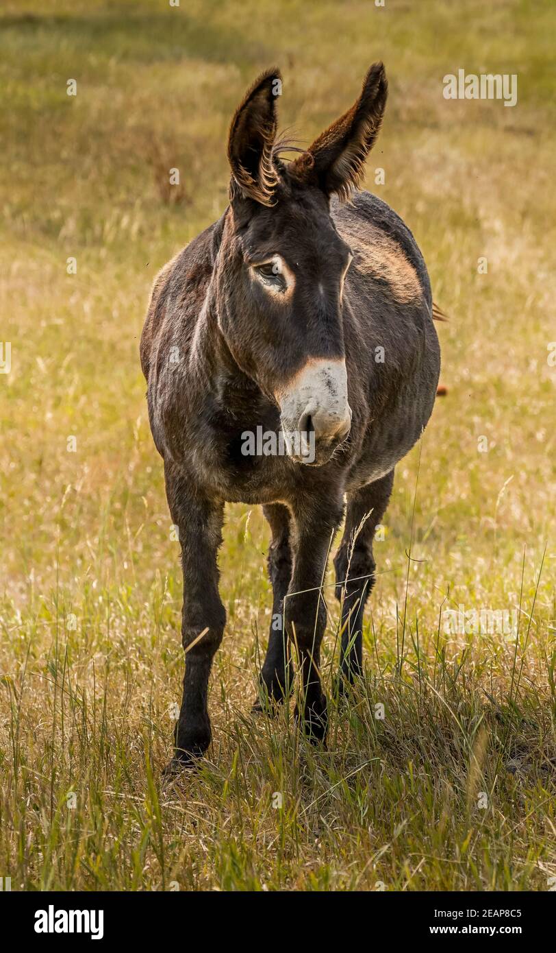 Burro black and white hi-res stock photography and images - Alamy