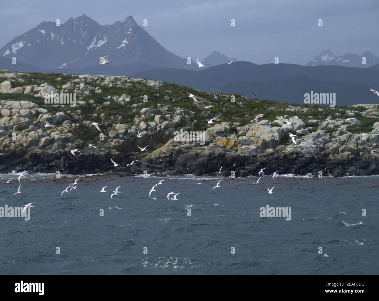Birds in the islands of the Beagle Channel, Argentina Stock Photo - Alamy