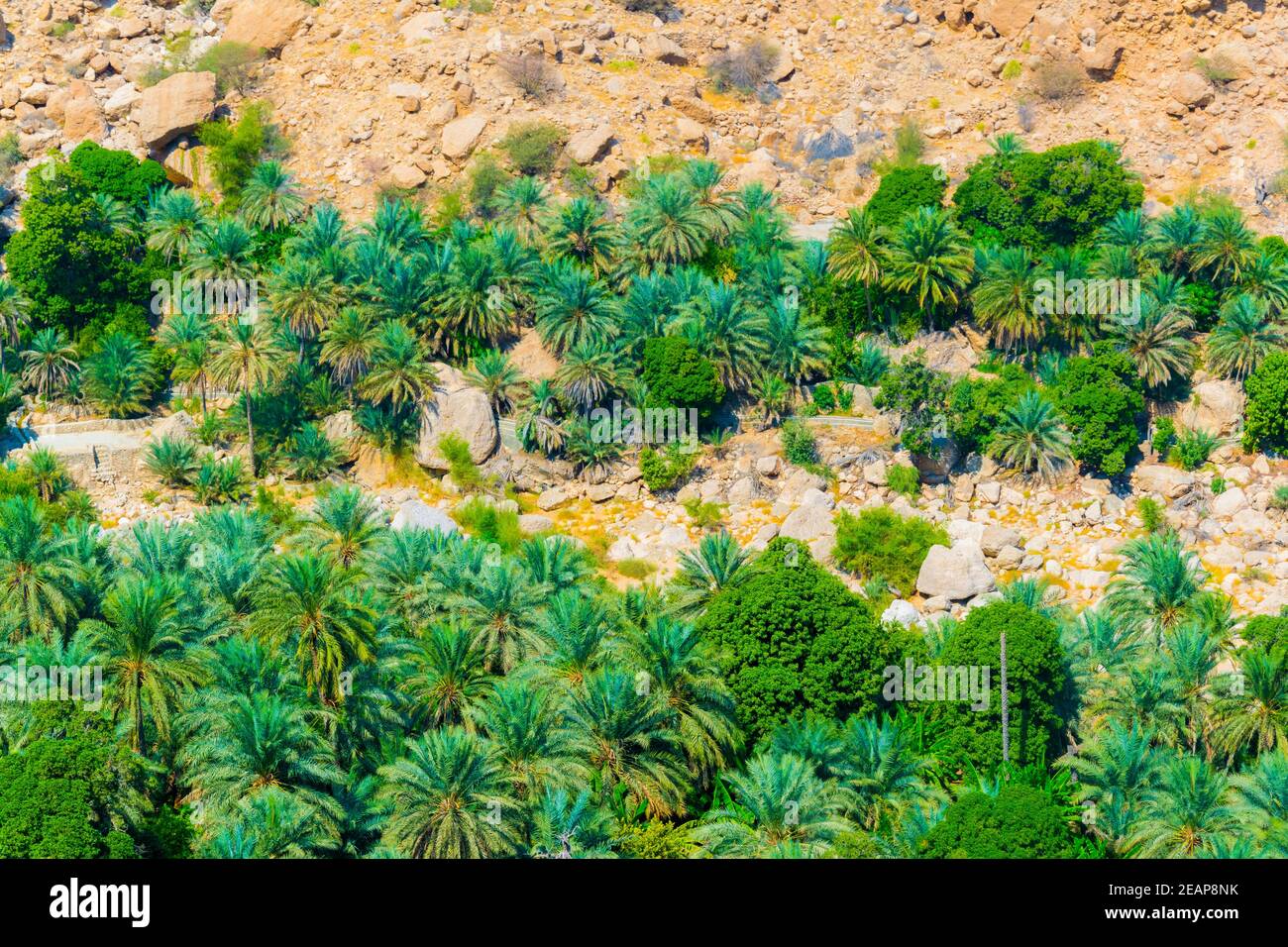 Date Palms Oman High Resolution Stock Photography and Images - Alamy