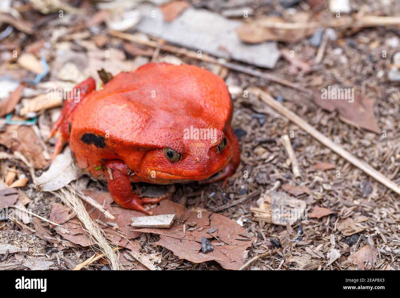 Tomato Frog Care
