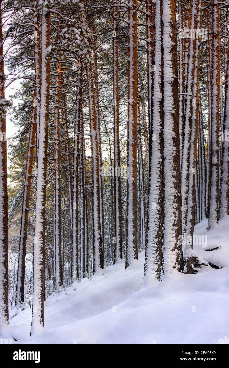 winter landscape with pine trees in a snow-covered forest in daylight ...