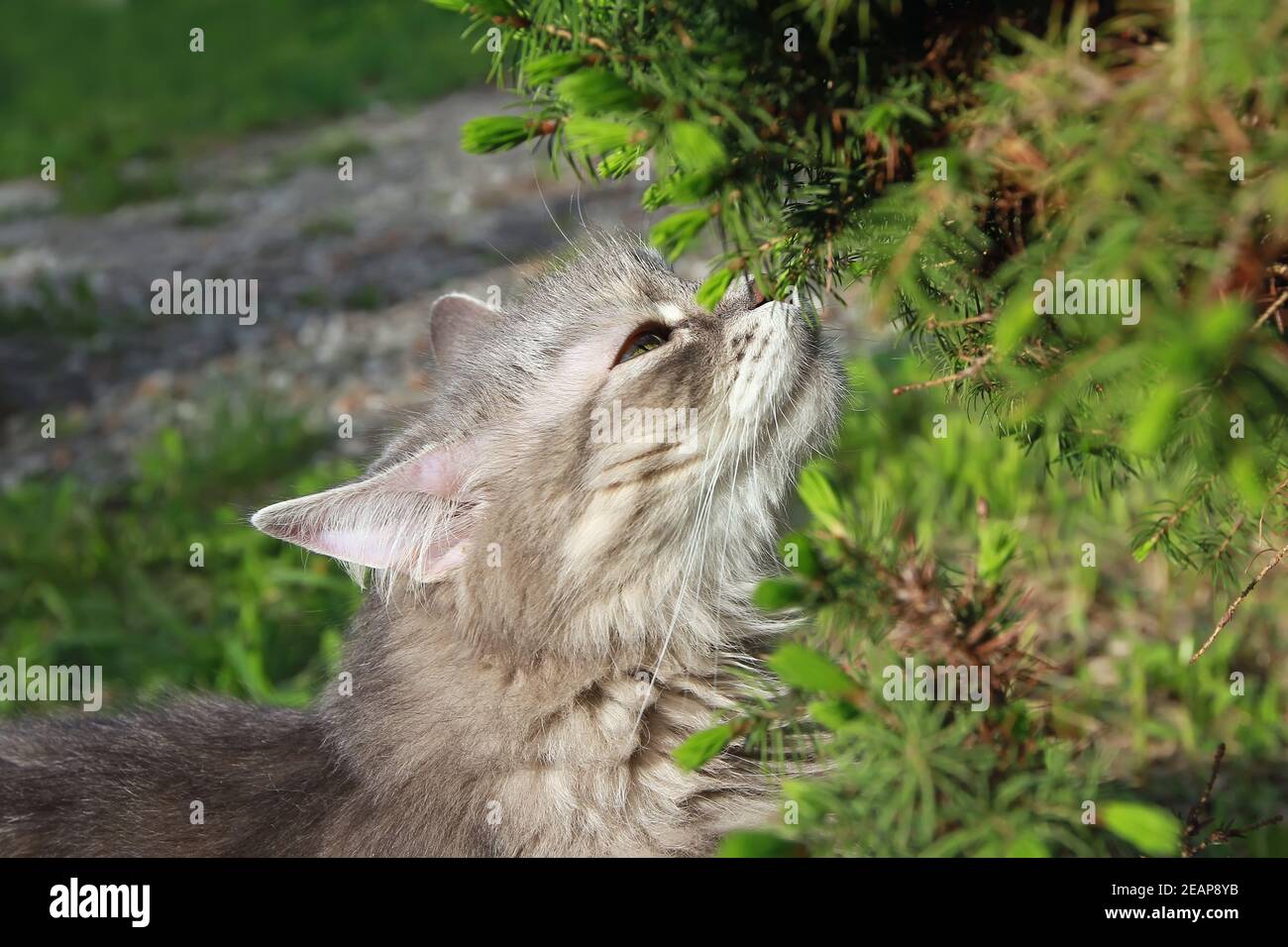 Cat and greenery hi-res stock photography and images - Alamy