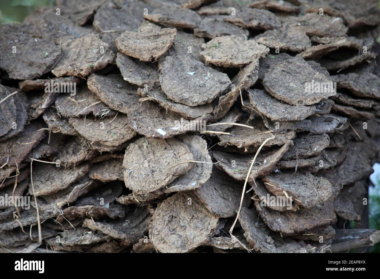 Buffalo dung hi-res stock photography and images - Alamy