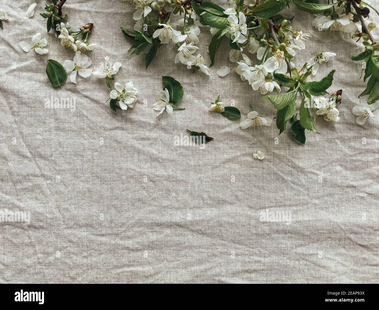 Spring flowers on rustic linen fabric. Cherry blossoms, anemones ...