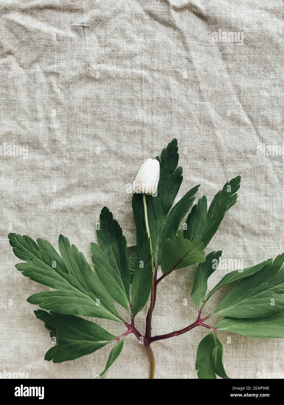 Spring flowers on rustic linen fabric, top view with space for text ...
