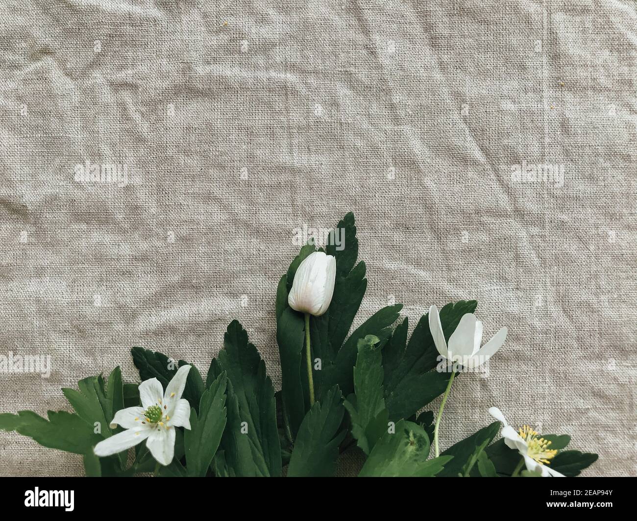 Spring bl hi-res stock photography and images - Alamy