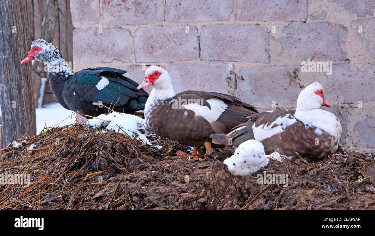 muscovy ducks sit on pile of manure in poultry Stock Photo - Alamy