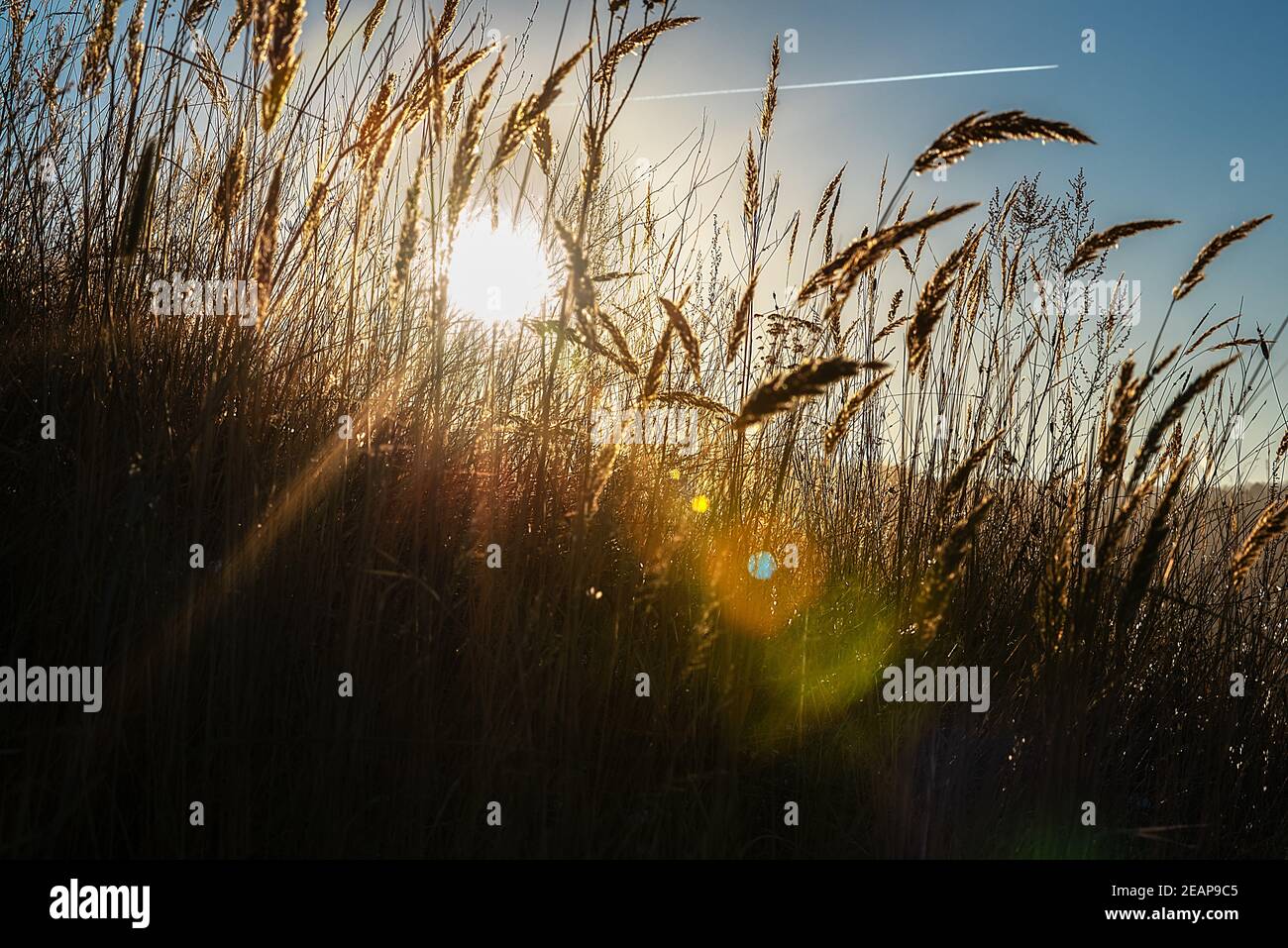 Sun rays with colored highlights through the ears of corn against the ...
