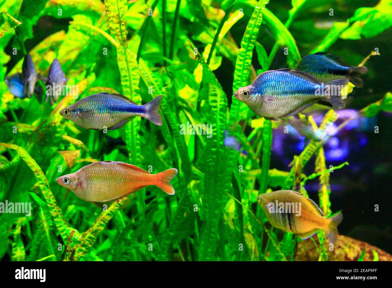 Fresh water aquarium plants hi-res stock photography and images - Alamy