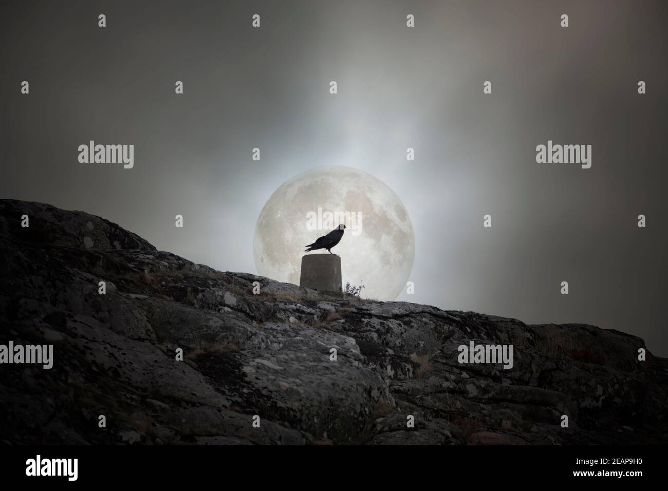 Raven with moon background hi-res stock photography and images - Alamy
