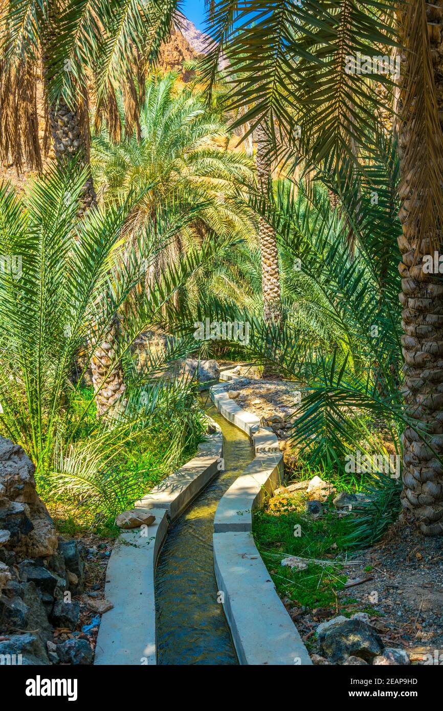 View of an oasis with typical falaj irrigation system in the Wadi Tiwi ...