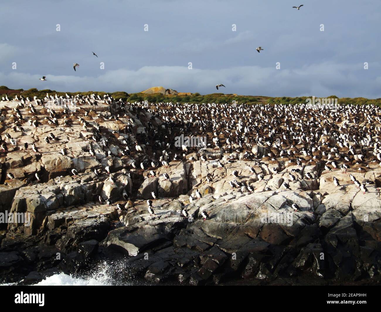 Birds in the islands of the Beagle Channel, Argentina Stock Photo - Alamy