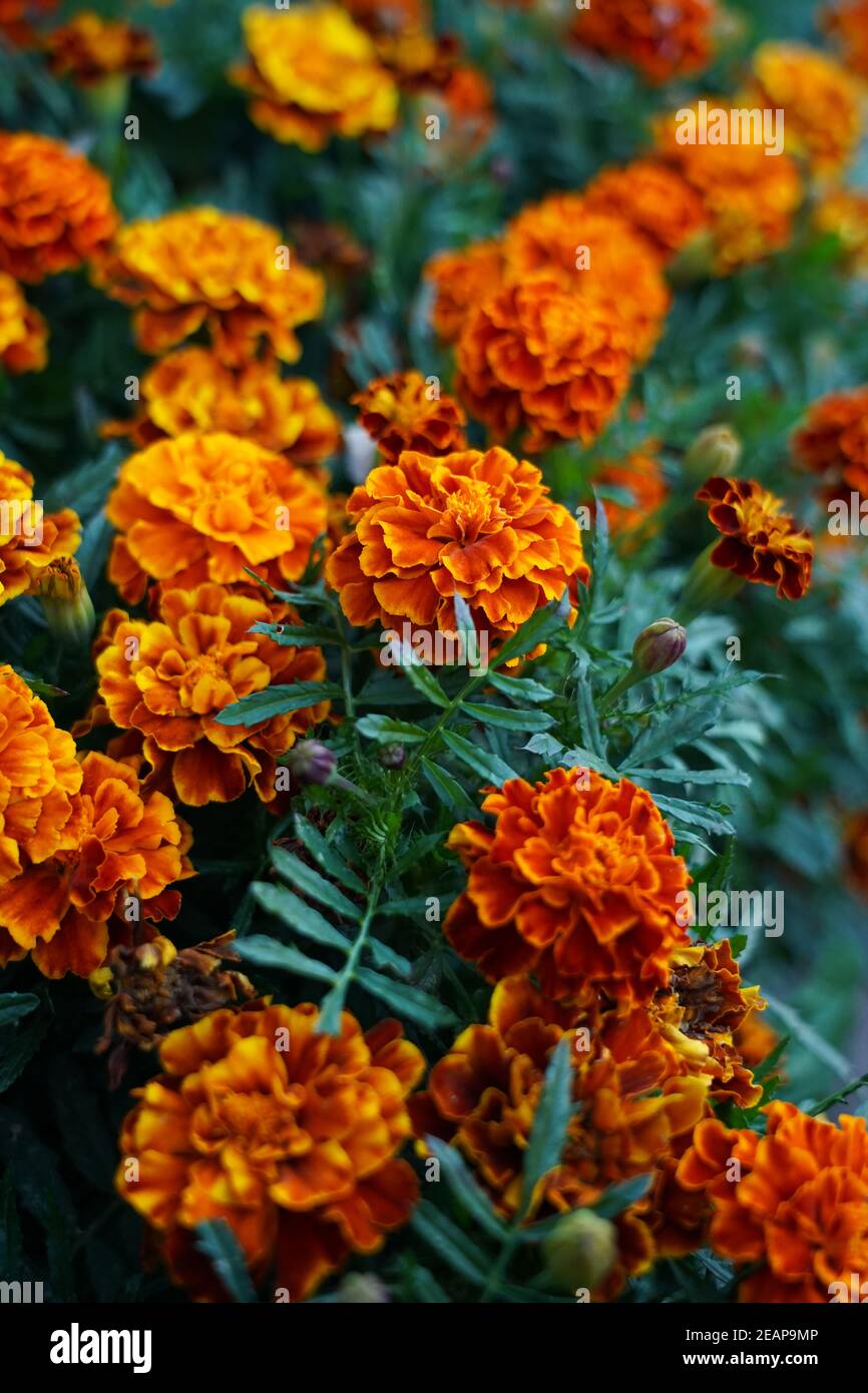 Orange flowers in the garden Stock Photo - Alamy