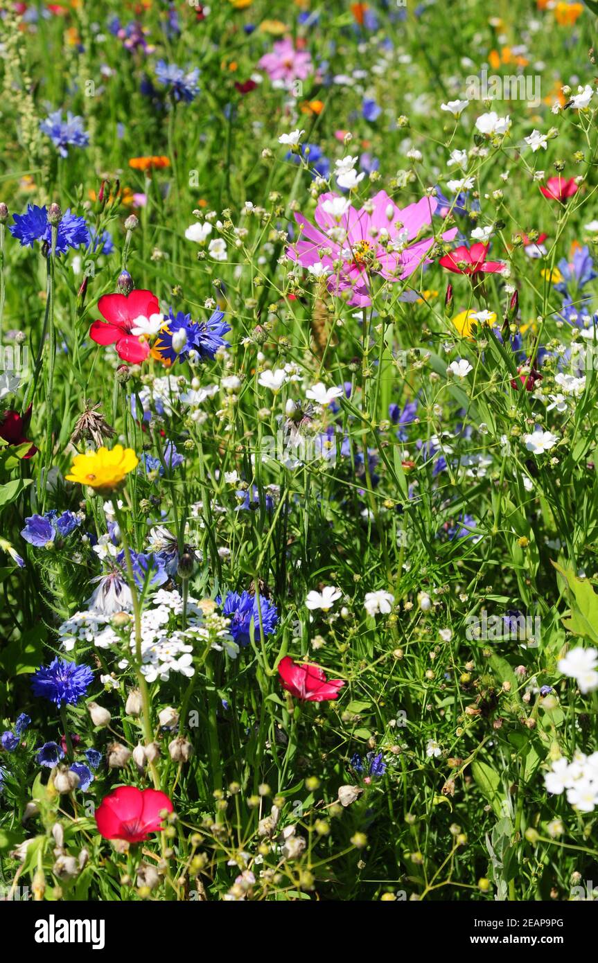 Wild summer meadow flowers Stock Photo - Alamy