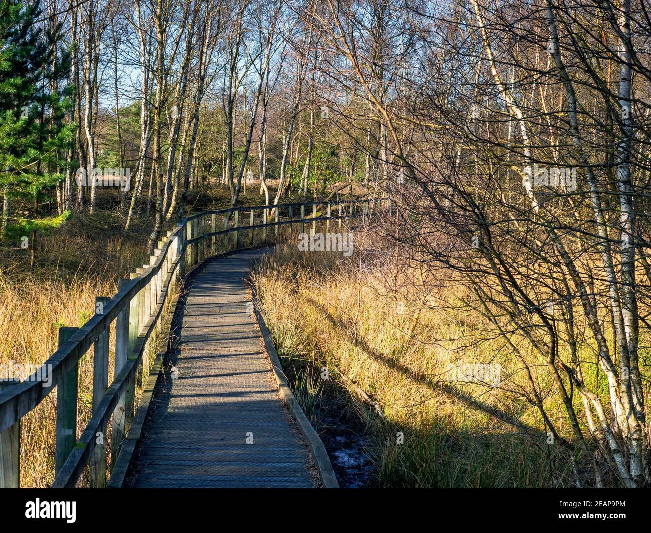 Boardwalk at Skipwith Common, North Yorkshire, England Stock Photo - Alamy
