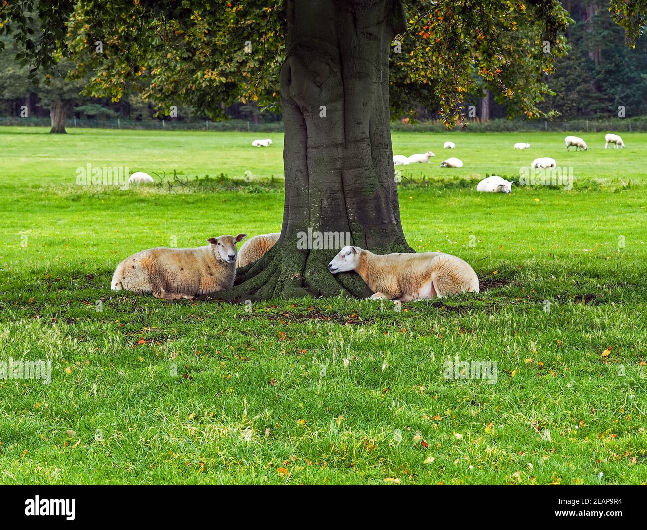Sheep resting under a tree in a field Stock Photo - Alamy
