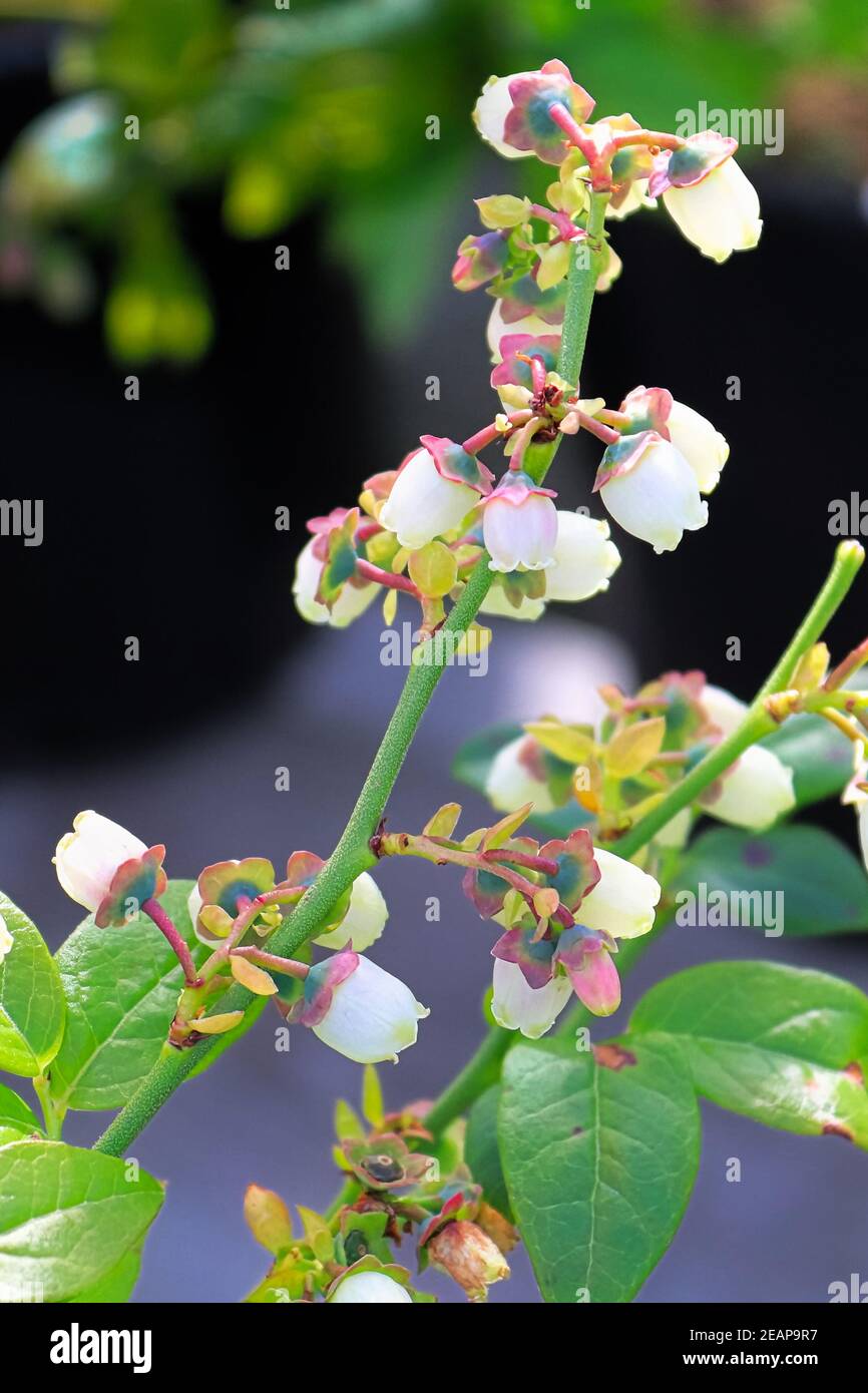 Cultivated blueberry blooms hi-res stock photography and images - Alamy