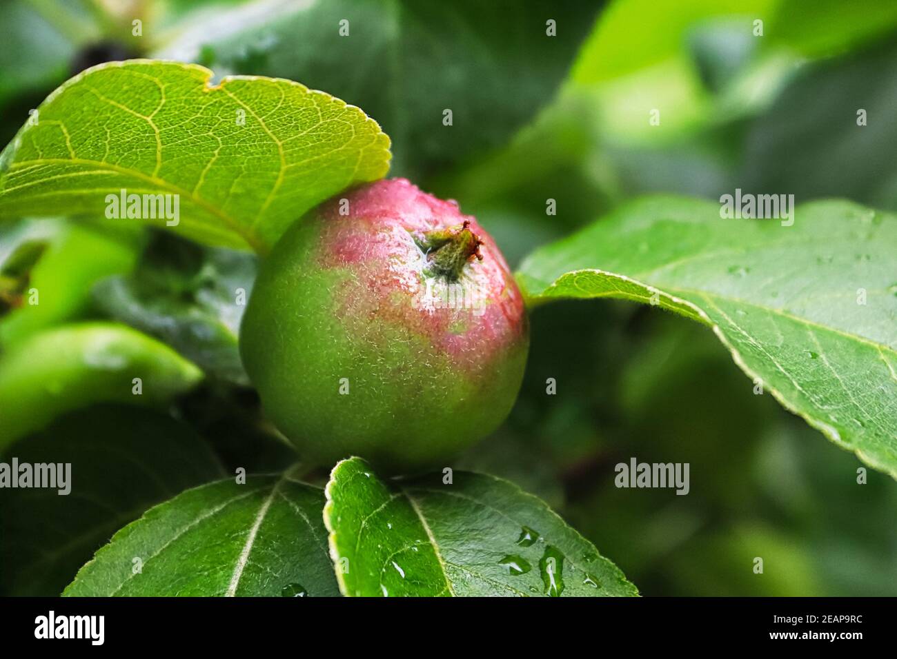 A young apple growing inbetween leaves on a tree Stock Photo - Alamy