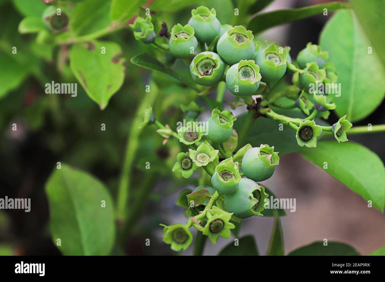 Clusters of fruit hi-res stock photography and images - Alamy