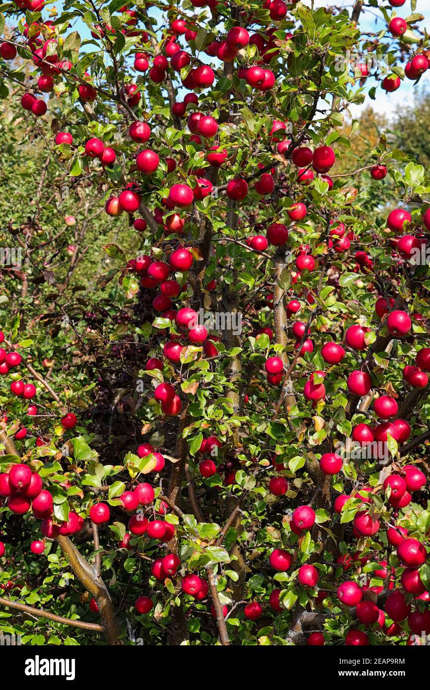 An apple tree loaded with red crab apples Stock Photo - Alamy