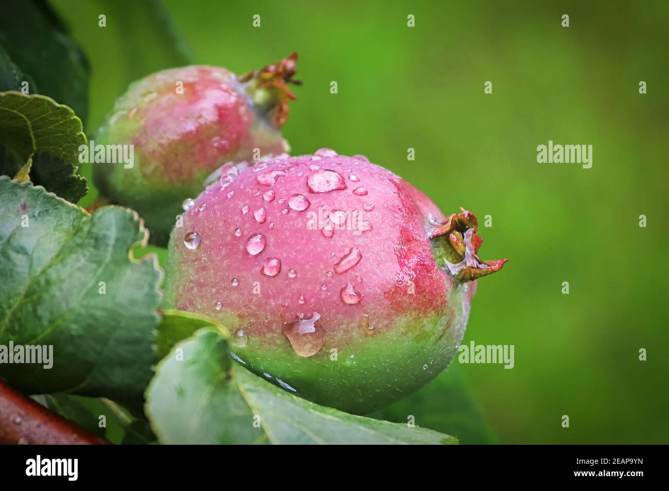 Macro of an unripe apple covered in rain droplets Stock Photo - Alamy