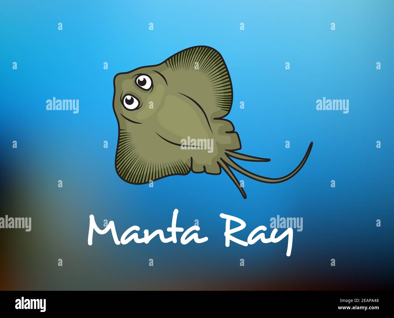 Manta Ray swimming underwater with its dorsal fins spread open viewed ...