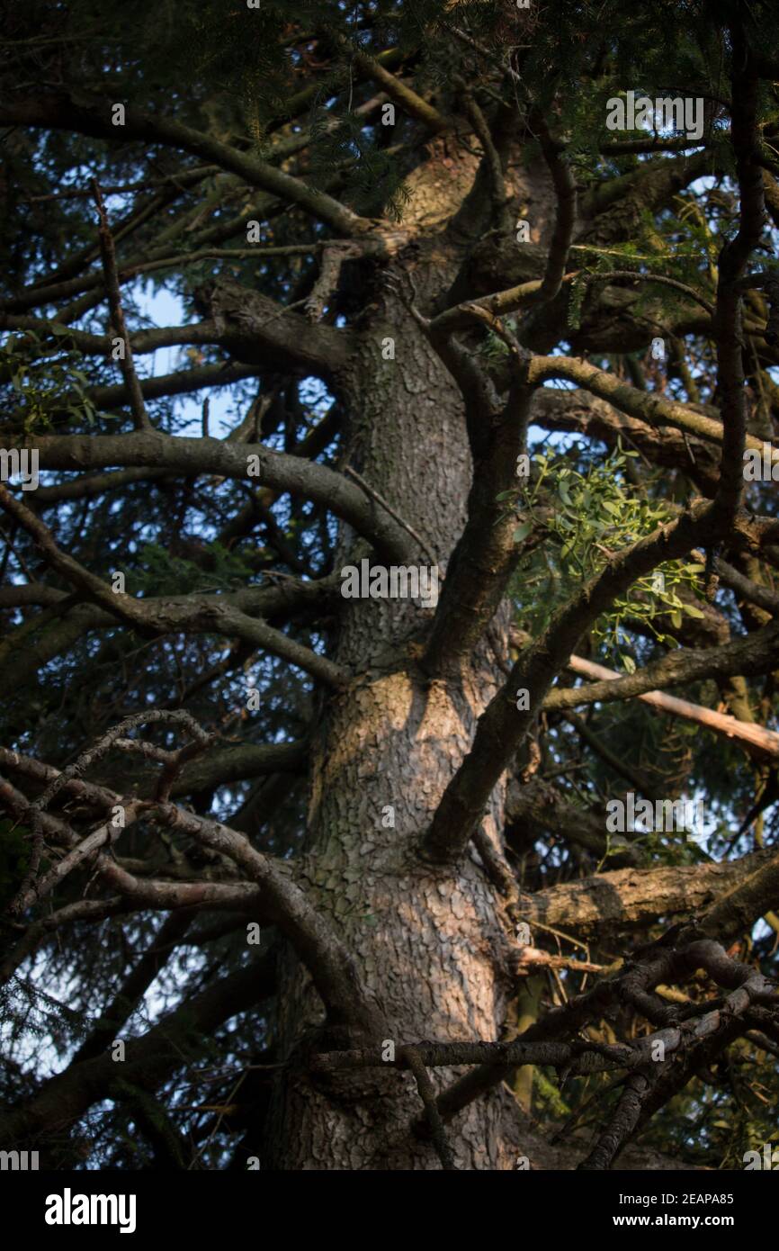 Portrait of pine tree with multiple branches. Sunlit pine tree in the ...