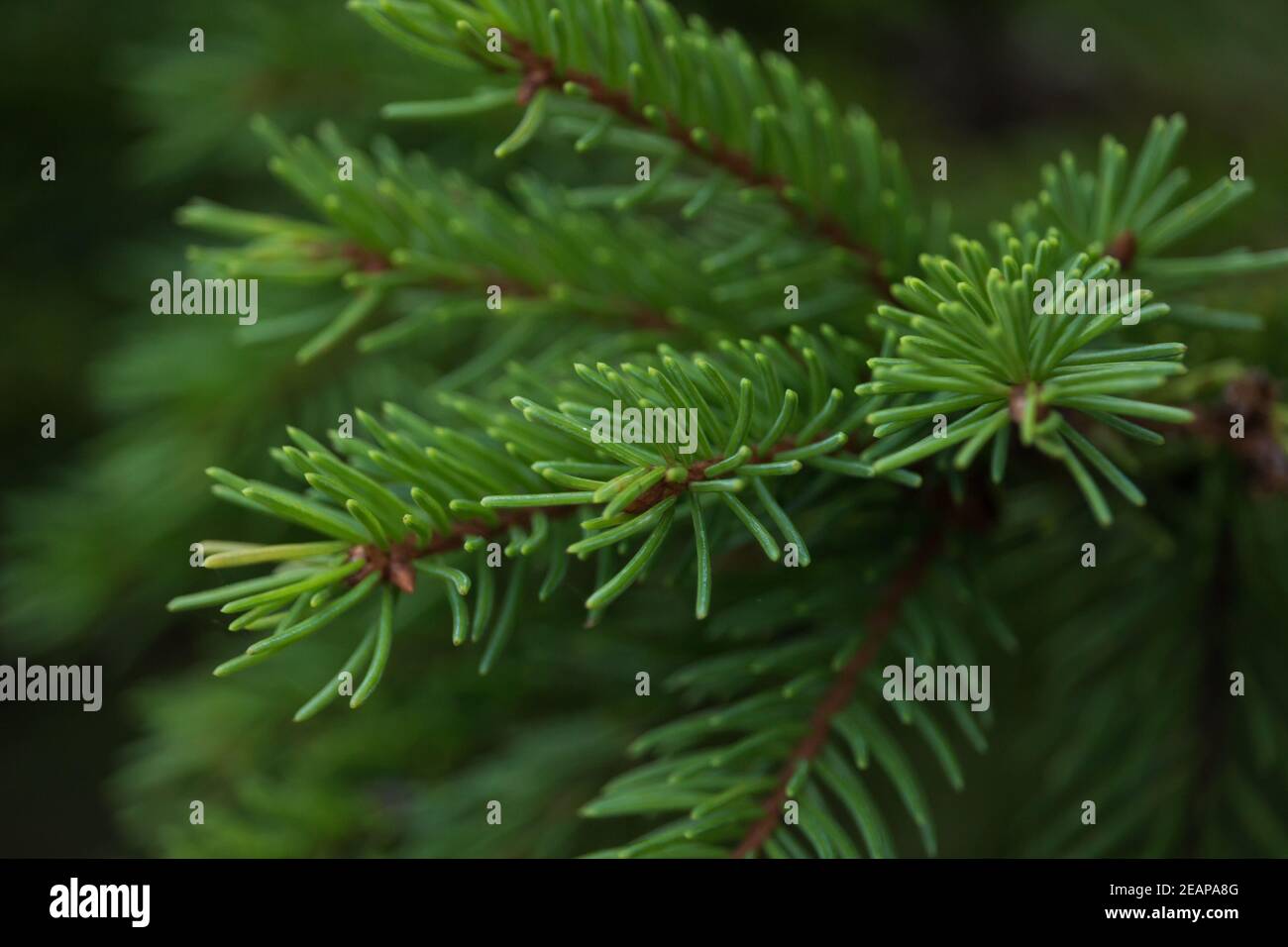Green prickly branches of a fur-tree or pine. Fluffy fir tree branch ...