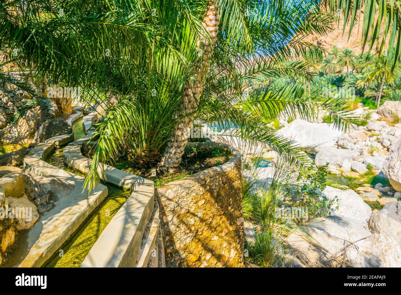 View of an oasis with typical falaj irrigation system in the Wadi Tiwi ...