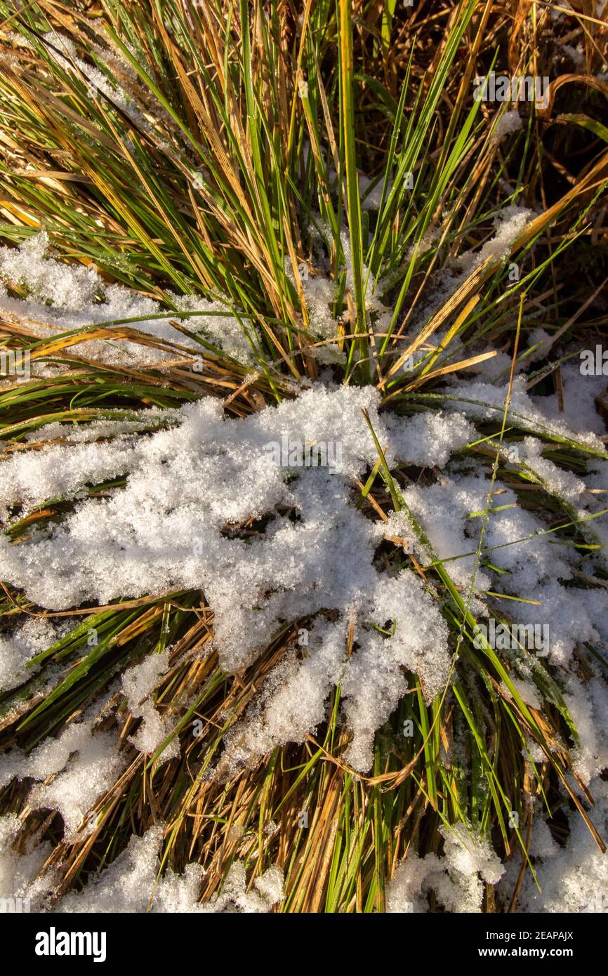 Dusting of snow in a woodland setting with weak winter sunshine Stock ...