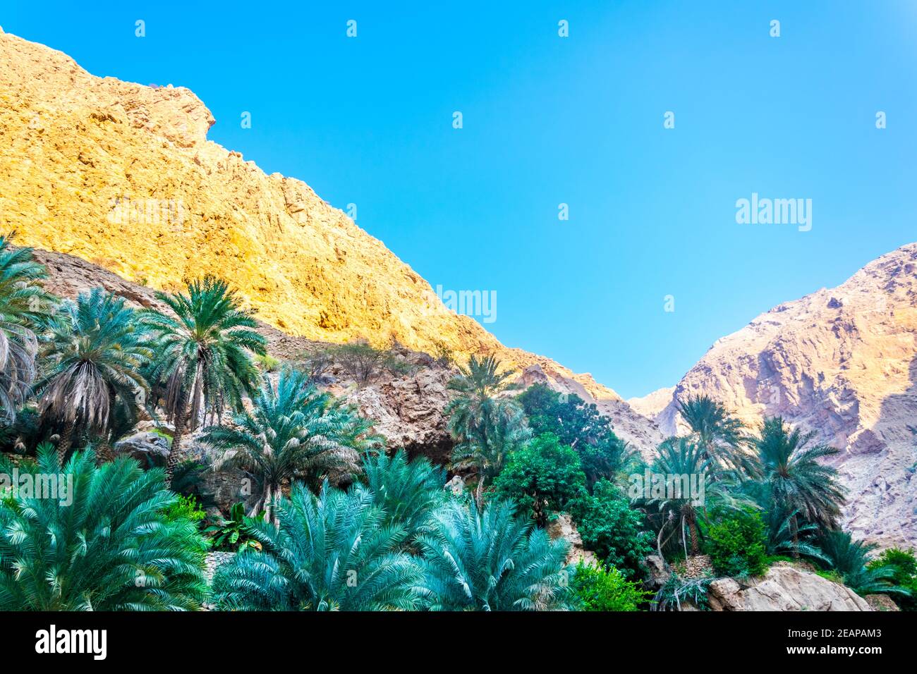 Date Palms Oman High Resolution Stock Photography and Images - Alamy