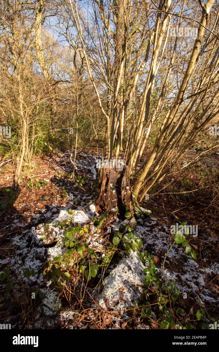 Weak consistency hi-res stock photography and images - Alamy