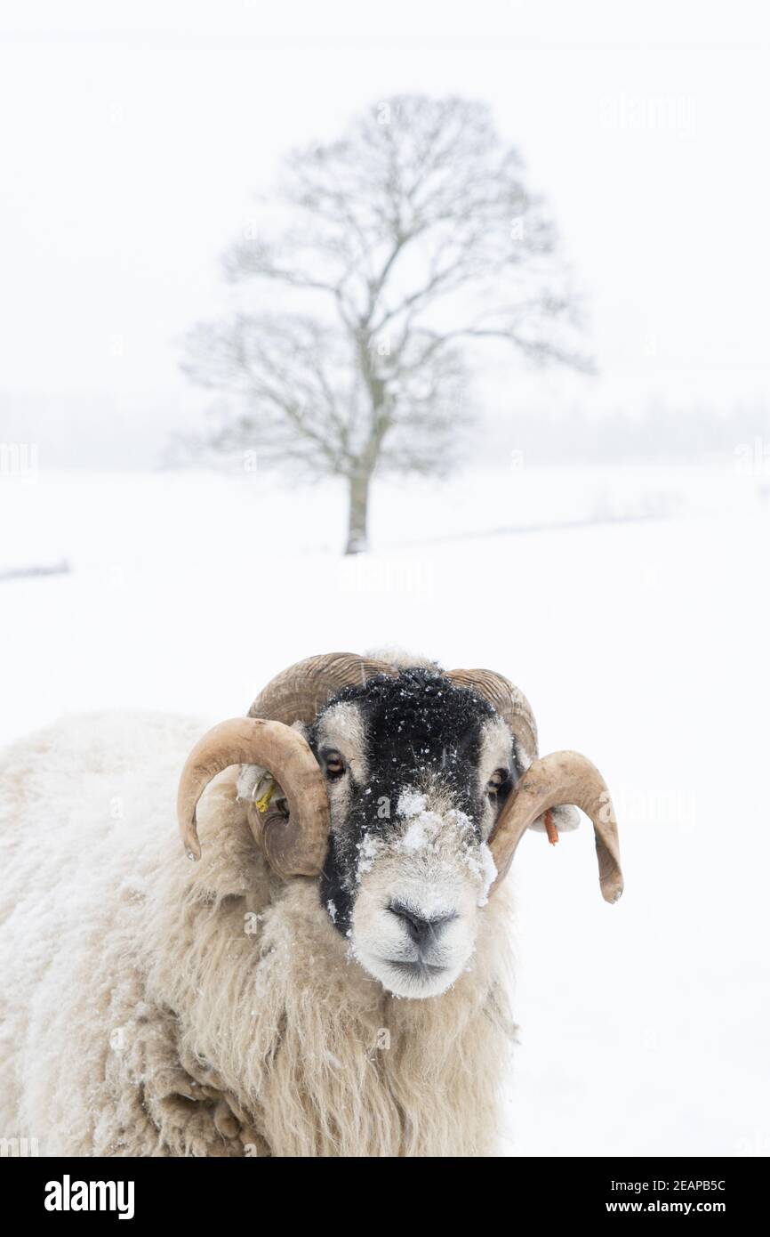 Swaledale ram in snow Stock Photo - Alamy
