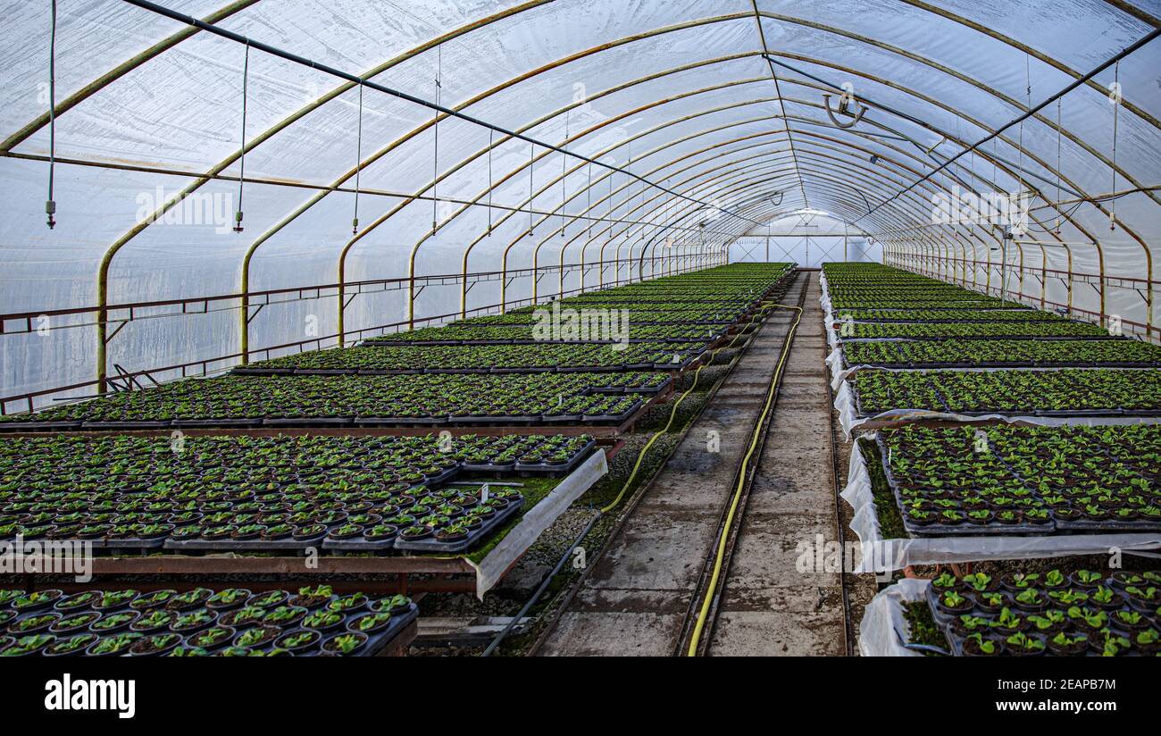 Agriculture floriculture horticulture hi-res stock photography and ...