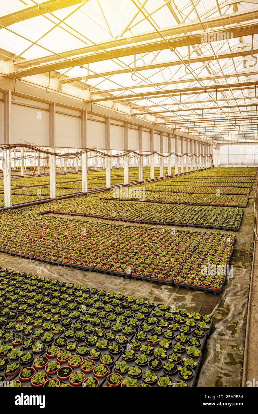 Floriculture industry hi-res stock photography and images - Alamy