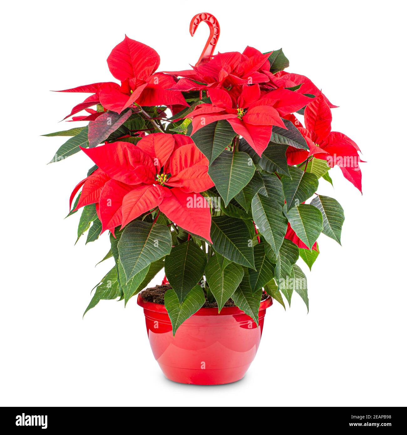 Christmas red poinsettia flowers Cut Out Stock Images & Pictures - Alamy