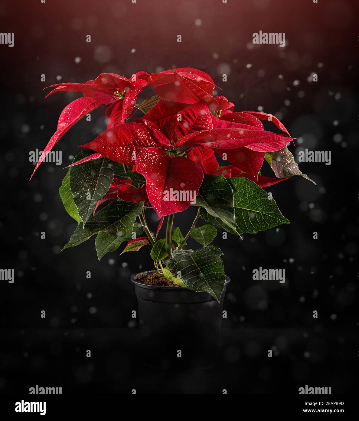 Dark red flower hi-res stock photography and images - Alamy