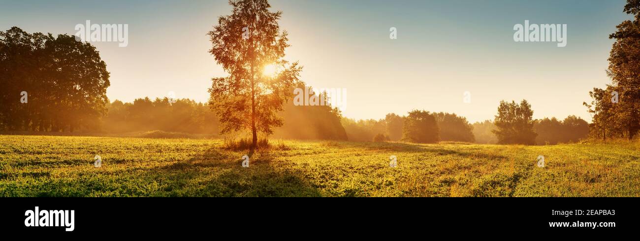 Tree morning hi-res stock photography and images - Alamy
