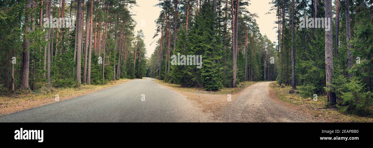 asphalt road cross in the forest Stock Photo - Alamy