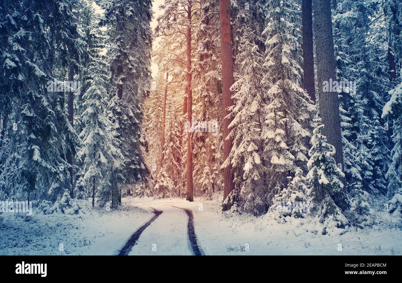 Beautiful skiing on white hi-res stock photography and images - Alamy