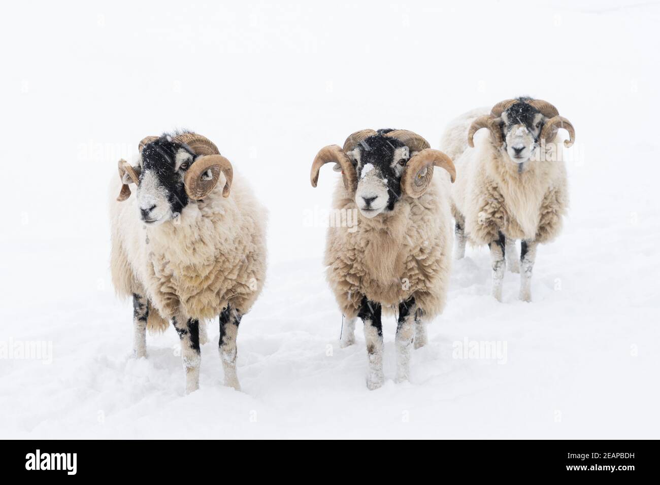 Swaledale horns hi-res stock photography and images - Alamy