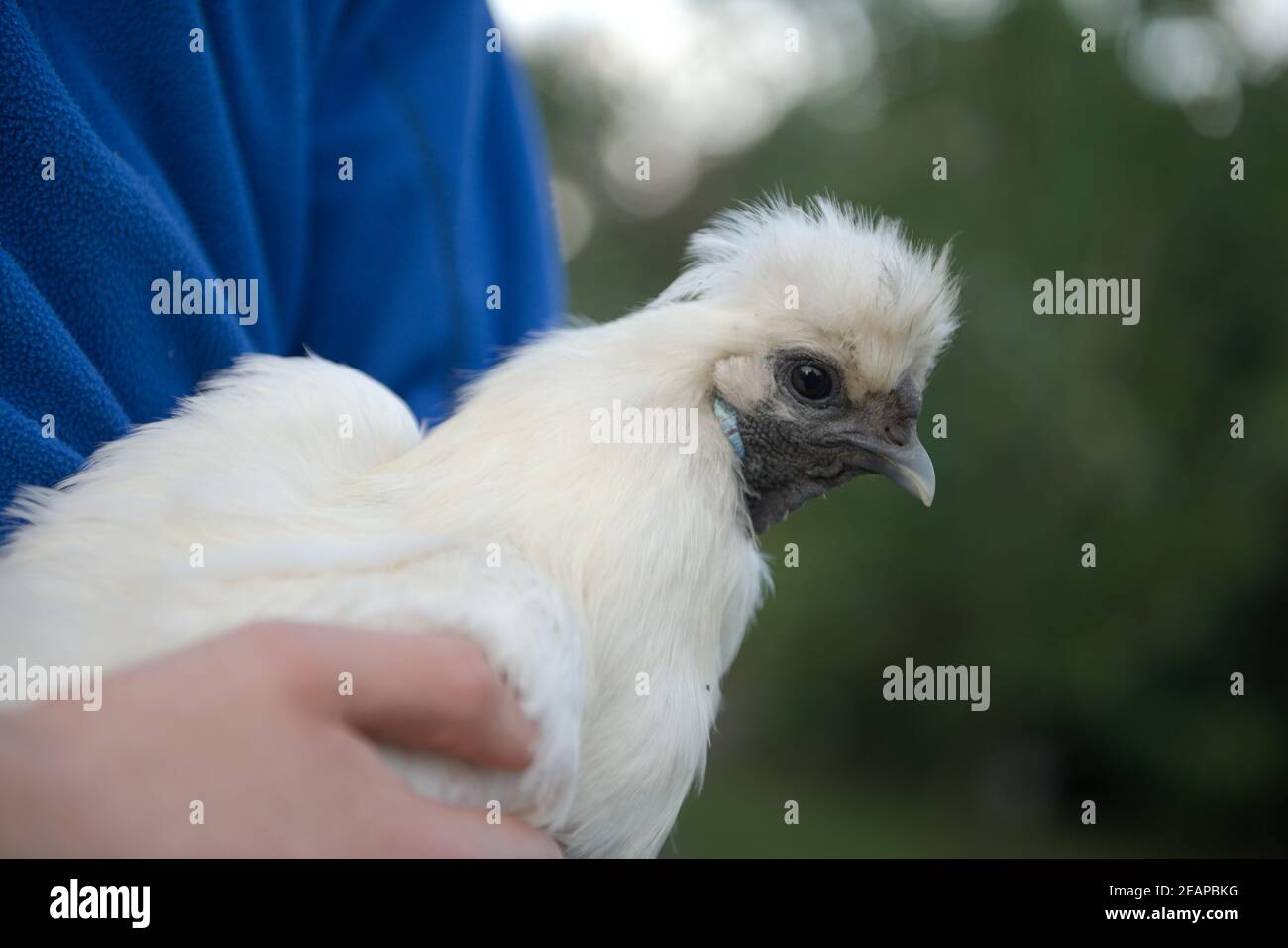 Unusual white silkie chicken turns head to look at camera Stock Photo ...