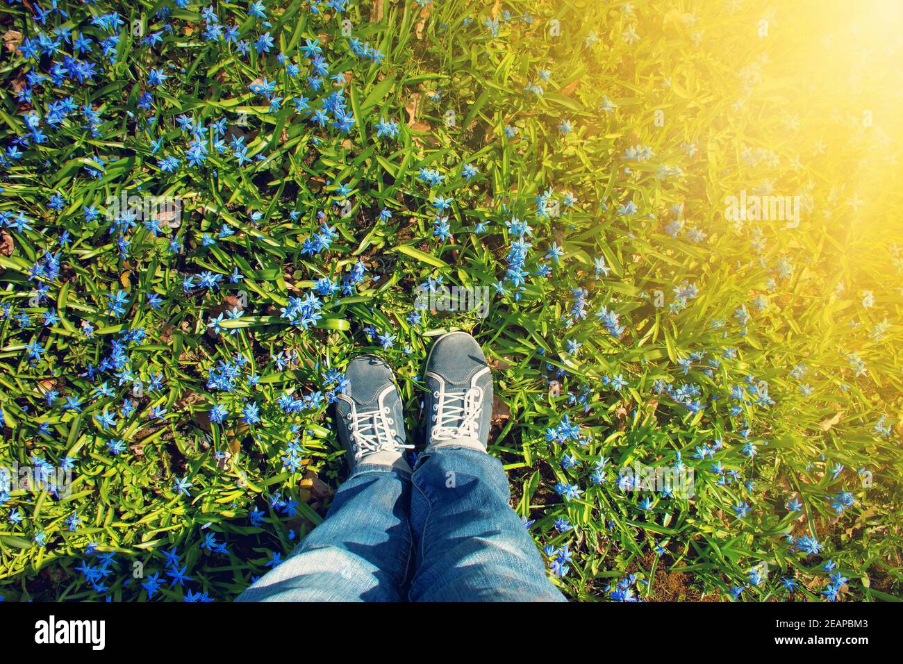 Feet standing on Scilla flowers in the park Stock Photo - Alamy